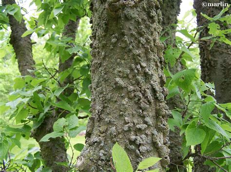 Hackberry Tree North American Insects Spiders
