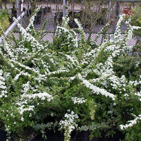 Spiraea Nipponica Snowmound Houtmeyers Plantencentrum En