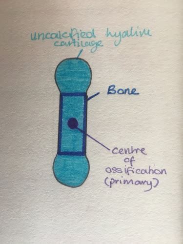 Endochondral Ossification Flashcards Quizlet