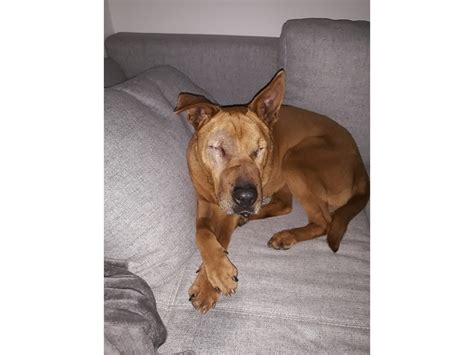 Askja Tierhilfe Lebenswert