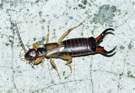How To Get Rid Of Earwigs Naturally Ultimate Guide Bugwiz