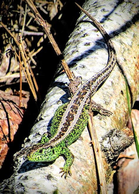 Sand Lizard Male Birdforum