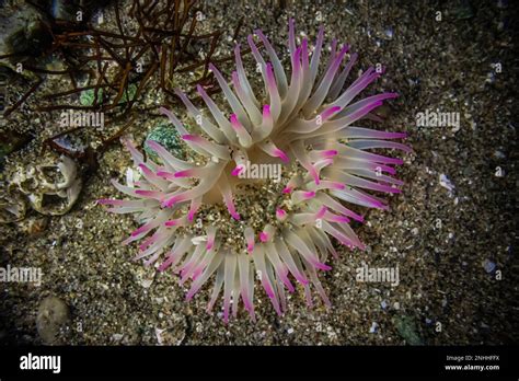 Sea Anemone Asexual Reproduction Hi Res Stock Photography And Images Alamy