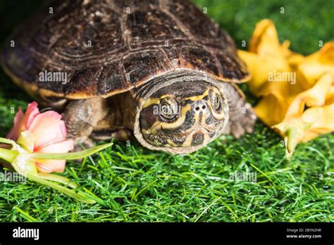 Turtle On Green Grass Texture Background Eco Concept Asia Thailand