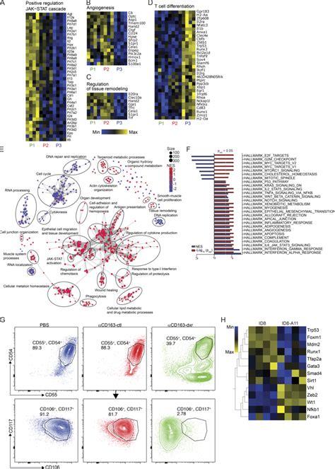 Transcriptomic Analysis Of Id8 Ovarian Cancer Cells And Tams From Download Scientific Diagram