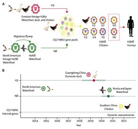 Spatial And Temporal Model Of The Origins Of The Novel Avian Influenza Download Scientific