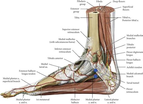 Anatomy Of The Medial Ankle [18] Download Scientific Diagram