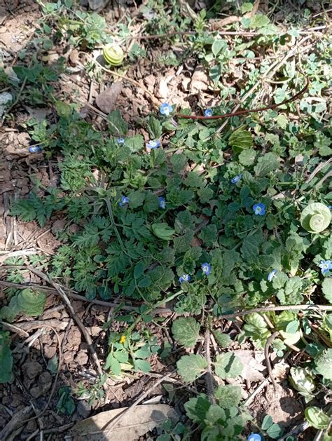 What Is This Highly Boing Able Lil Plant South Of France R