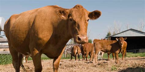 Ganadería Sustentable Una Asignatura Pendiente En México Bm Editores