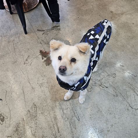 믹스견 힘찬이 강아지책임분양♥ 아이조아 유기방지입양 파양 강아지보호소 고양이보호소 무료분양센터