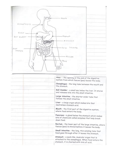 Solution Enzymes Mind Map Easy And Straight Forward Studypool