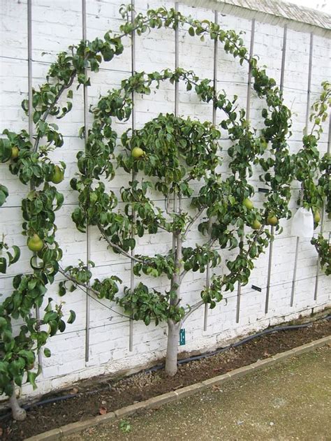 How To Espalier Apple Trees Tips For Pruning Multi Grafting Dwarfing Fruit Trees