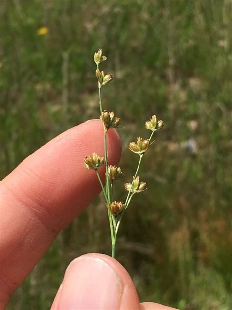 Juncus Interior