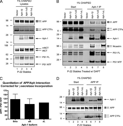 Multiple Isoforms Of Aph 1 S And L Interact With The Substrate Download Scientific