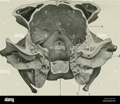 Hypophyseal Fossa Of Sphenoid Bone