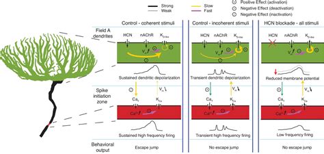 Figures And Data In Biophysics Of Object Segmentation In A Collision Detecting Neuron Elife