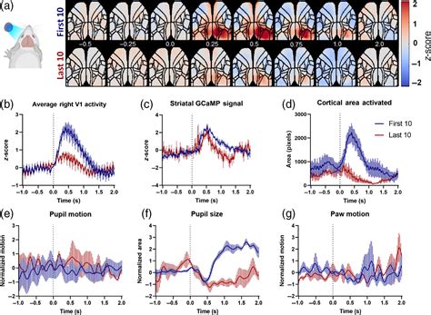 Chronic Multiscale Resolution Of Mouse Brain Networks Using Combined