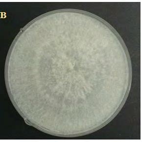Trichoderma Reesei Cellulase Trichoderma Reesei Ccrh
