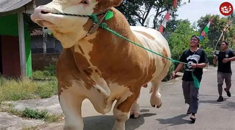 ویدئو یک گاوداری متفاوت در اندونزی با غول های عظیم الجثه 15 تنی