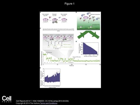 Sequence Dependent Elongation Dynamics On Macrolide Bound Ribosomes Ppt Download
