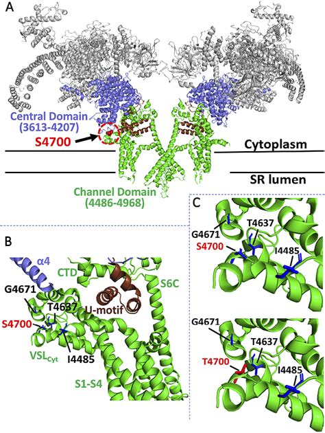 Figure3a 3 Dimensional 3d Cryogenic Electron Microscopy Cryo Em Download Scientific
