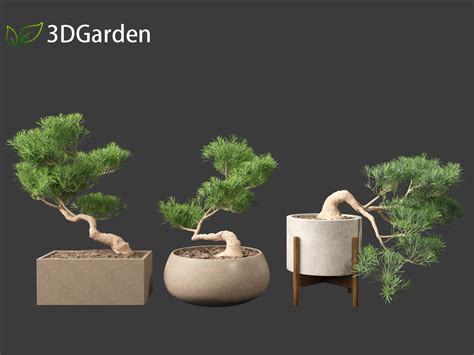 Podocarpus Macrophyllus Buddhist Pine 01 3d Model By 3dgardenplants
