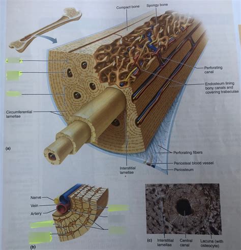 Compact Dense Bone Diagram Quizlet