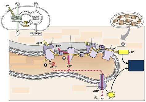 Light Reactions Diagram Light Reactions Diagram