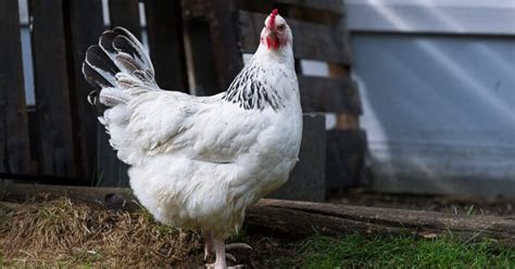 Sussex Chickens A Complete Guide To The Popular Chicken Breed