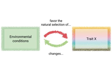 Causal Mapping Openevo