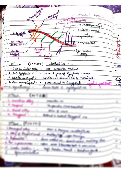 Infratemporal Region