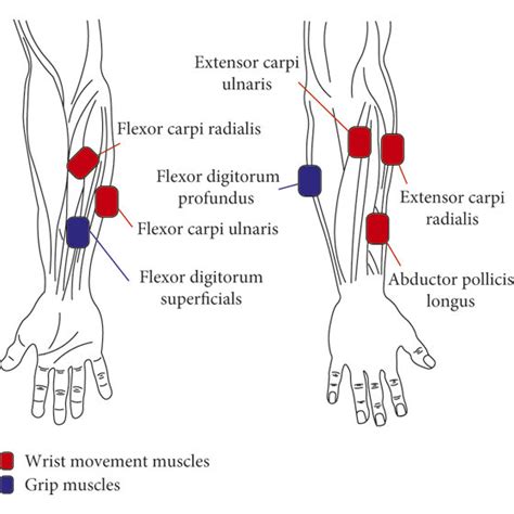 Pdf Muscle Synergy And Musculoskeletal Model Based Continuous Multi Dimensional Estimation Of