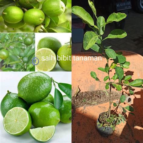 Jual Bibit Jeruk Nipis Okulasi Cepat Berbuah Shopee Indonesia