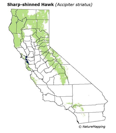 California Distribution Map Sharp Shinned Hawk Accipiter Striatus