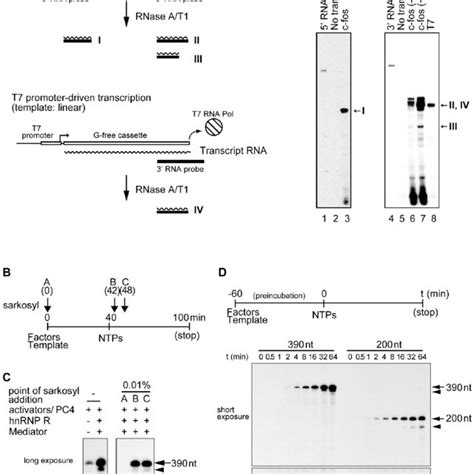 A Schematic Diagram Of The Domain Structure Of Hnrnp R And Its Download Scientific Diagram