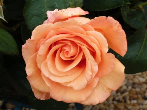 Buy Online Warm Wishes Hybrid Tea Rose Ashwood Nurseries