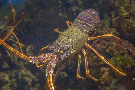 How Long Do Lobsters Live? - Are They Immortal?