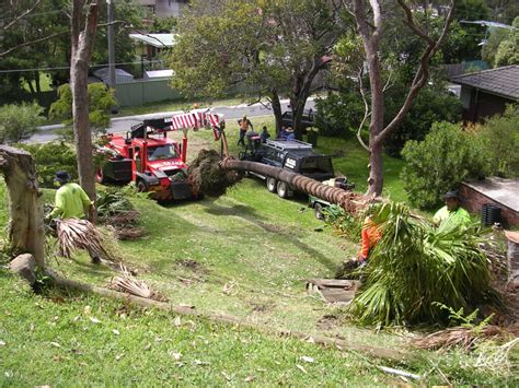 Transplanting And Relocation The Arborist Network