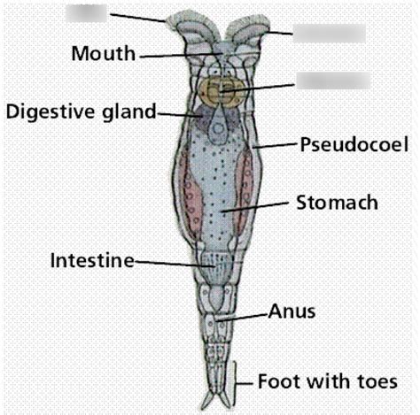 Diagram Of Rotifera Quizlet