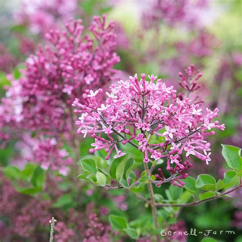 Syringa Meyeri Palibin Dwarf Korean 2gal Lilac Pink Cornell Farm