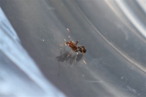 Insect Detection Object Detection Model By Insectes Detection