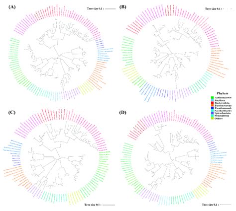 Phylogenetic Trees Based On The 16s Rrna Gene Sequences Of Download Scientific Diagram