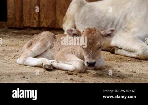 Small Calf Stock Videos And Footage Hd And 4k Video Clips Alamy