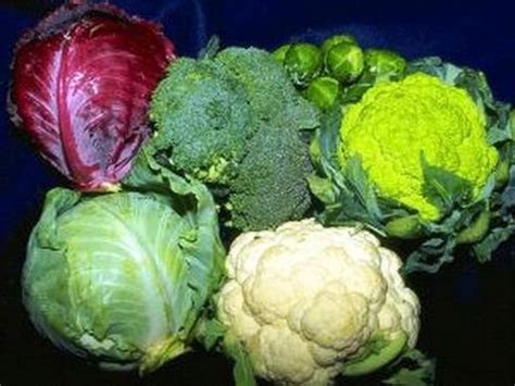 კომბოსტოს დიეტა წონაში 6 დან 10 კილოგრამამდე დაიკლებთ