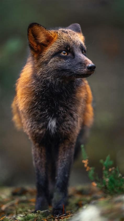 Cross Fox Habitat Conservation Efforts