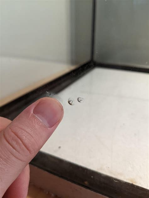 Osaka Is In But Its Chipped 😑 Am I Screwed R Aquarium