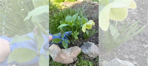 Морозник купить в Москве | Товары для дома и дачи | Авито