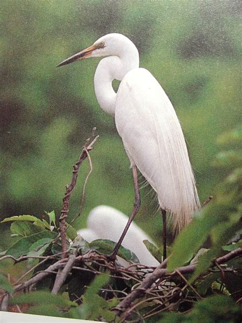 중대백로 Egretta Alba Modesta Large Egret On Nest Image Only