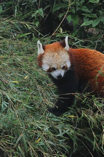 매우 희귀하고 멸종 위기에 처한 종 레드 팬더 또는 레서 팬더 높은 고도의 온대 대나무 숲 싱가포르 국립 공원 인도 0명에 대한 스톡 사진 및 기타 이미지 Istock