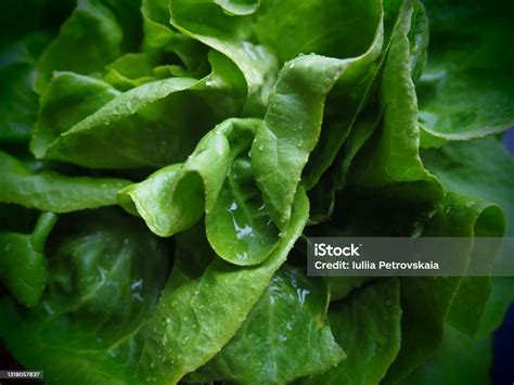 양상추 파종 아스테라세아 가족의 양상추 속의 연간 허브 맛있는 요새화 된 잎 녹색 샐러드 또는 반찬 건강한 식사를 위한 신선한